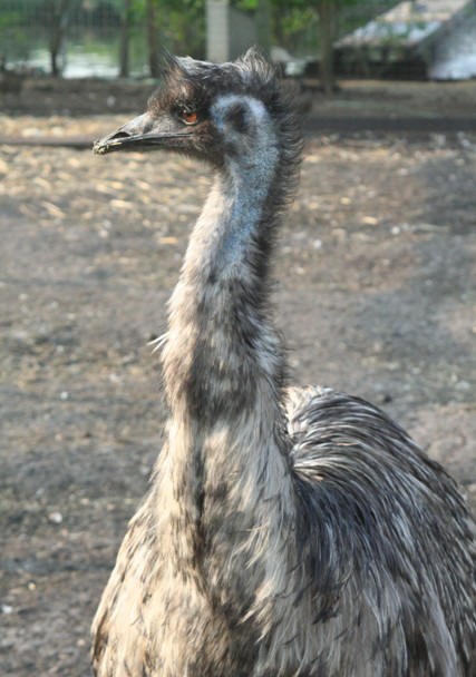 Emoe / Dromaius novaehollandiae - Platform Verantwoord Huisdierenbezit