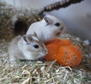 Gerbil - Platform Verantwoord Huisdierenbezit