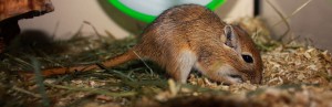 Mongoolse gerbil - Platform Verantwoord Huisdierenbezit
