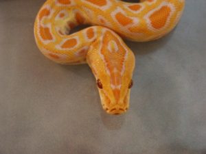 Tijgerpython (Python molurus) - Platform Verantwoord Huisdierenbezit
